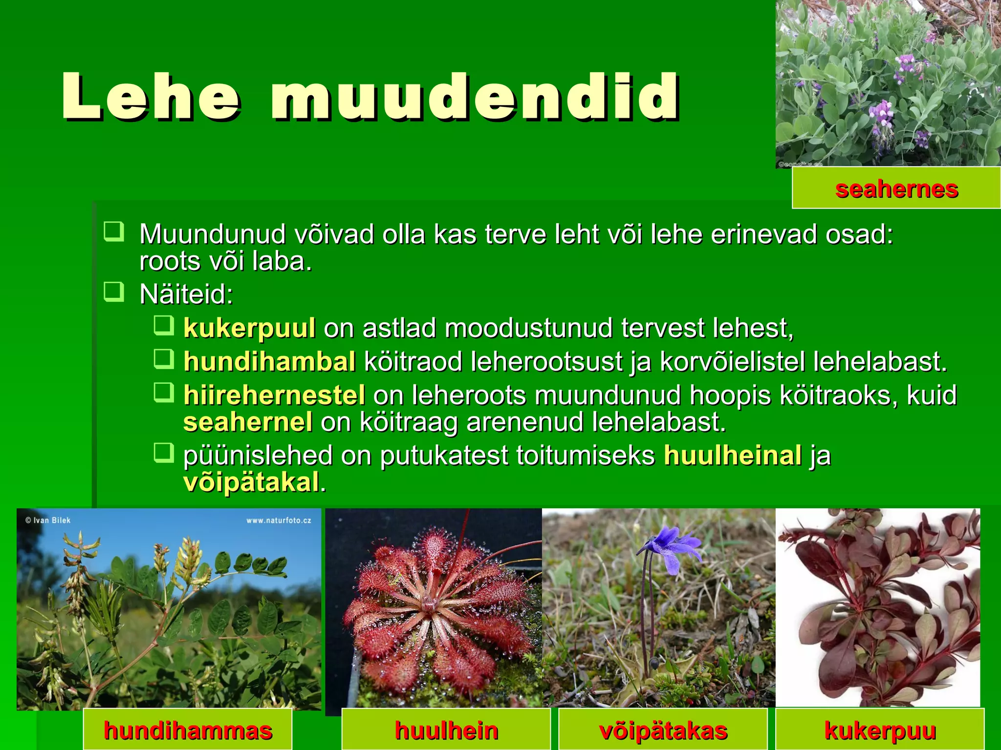 Taime Leht | PPT