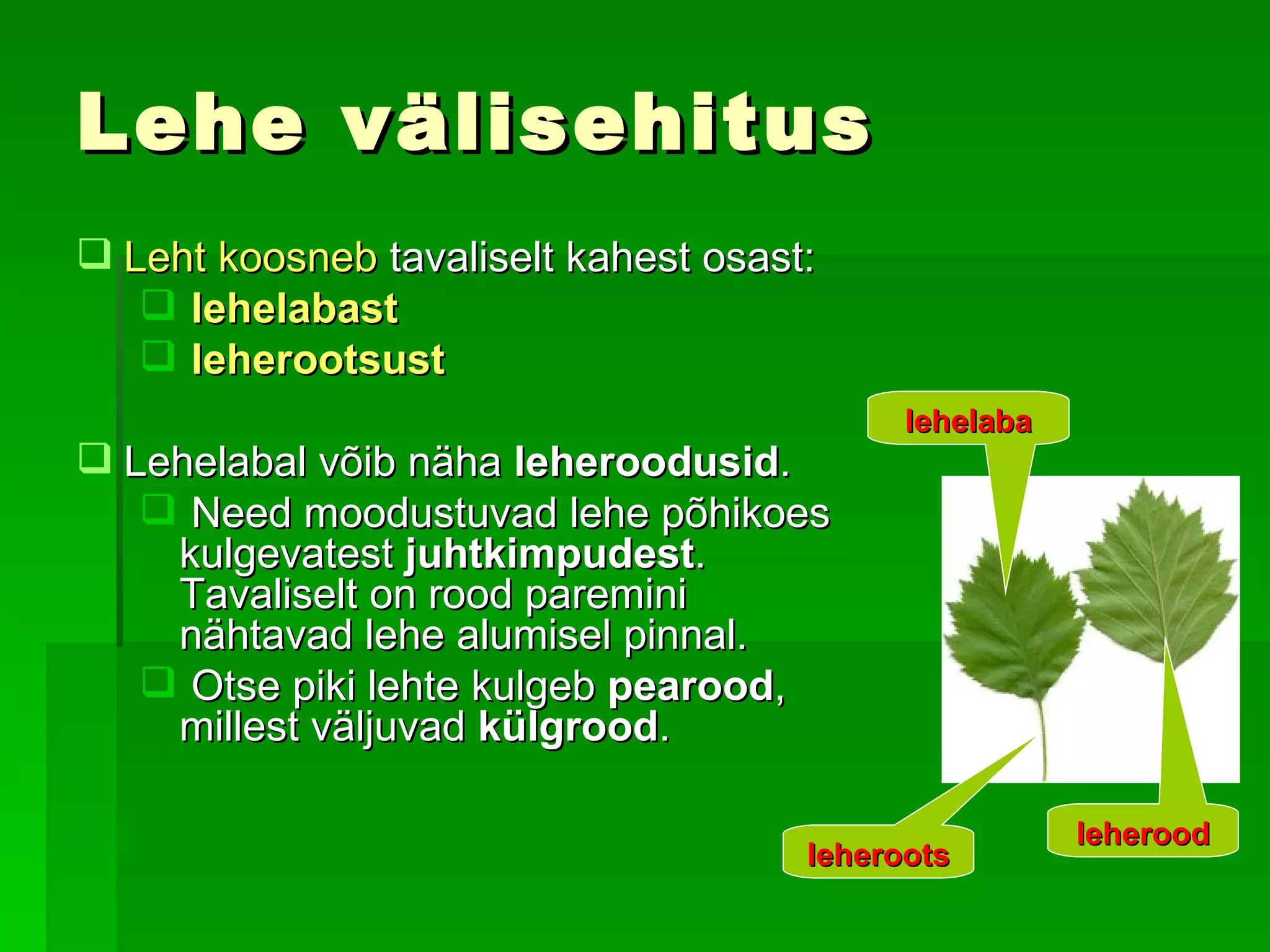 Taime Leht | PPT