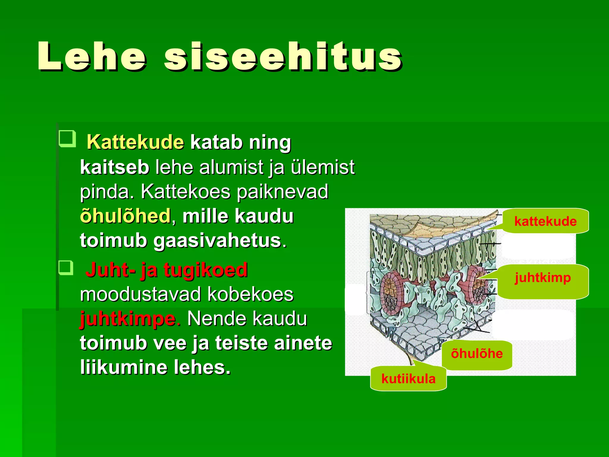 Taime Leht | PPT