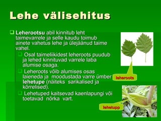 Taime Leht | PPT