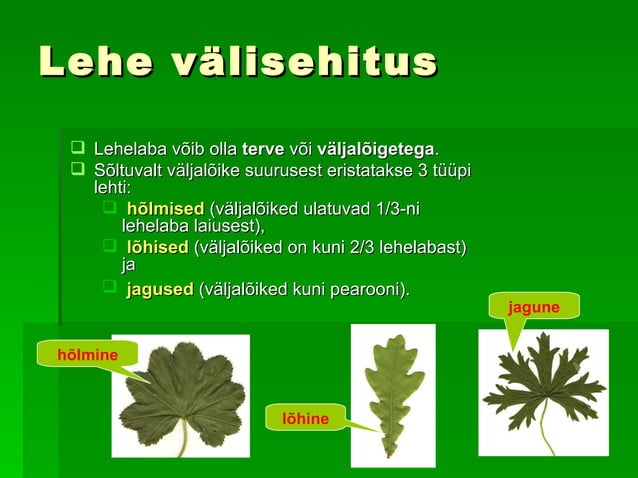 Taime Leht | PPT