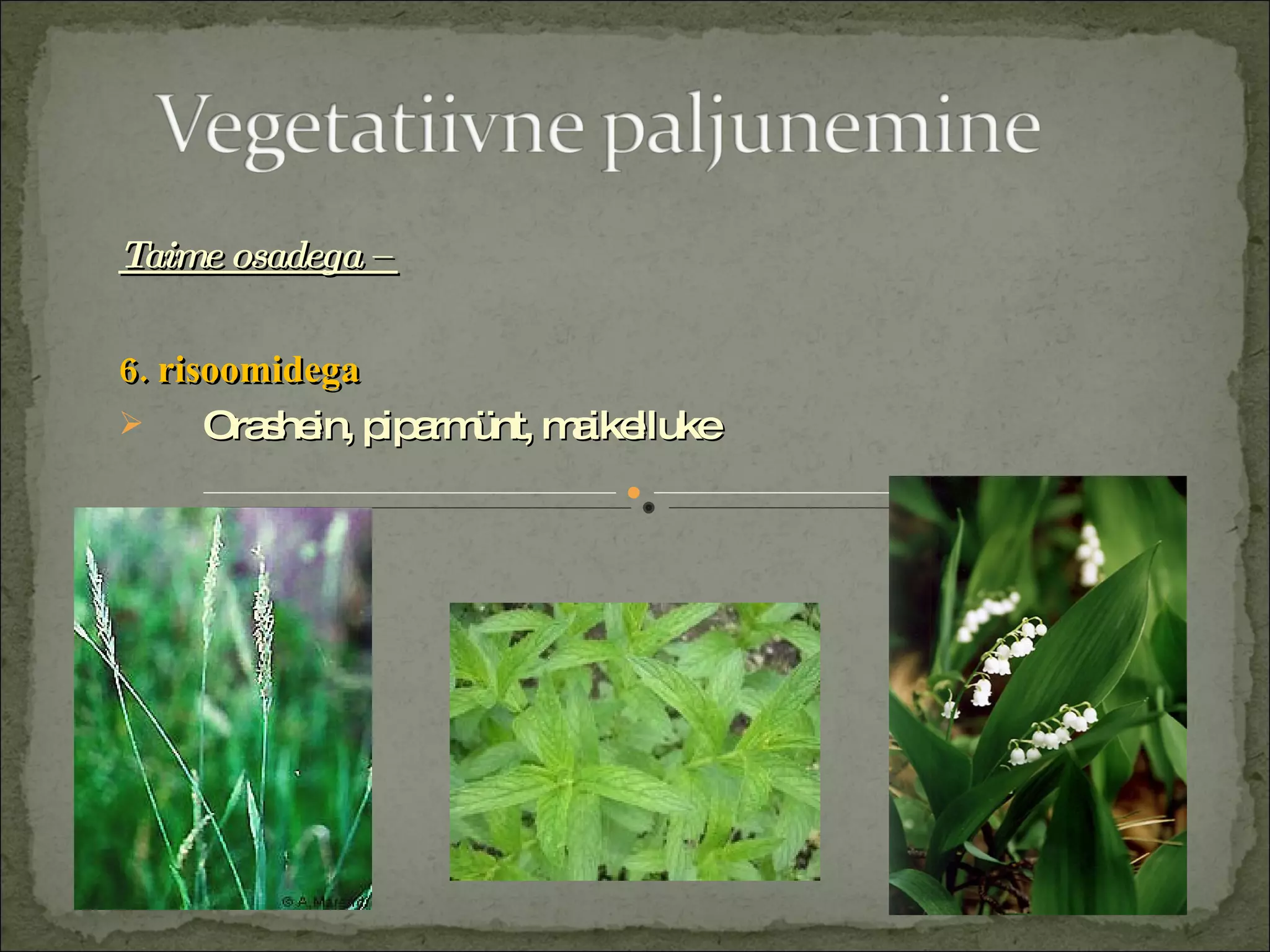 Taimede Paljunemine | PPT