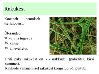 Taimerakk | PPT