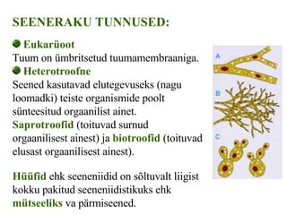Taimerakk ja seenerakk | PPT