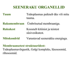 Taimerakk ja seenerakk | PPT