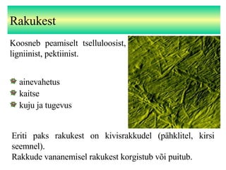 Taimerakk ja seenerakk | PPT