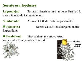 Taimerakk ja seenerakk | PPT