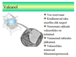 Taimerakk ja seenerakk | PPT