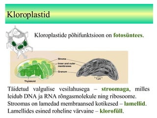 Taimerakk ja seenerakk | PPT