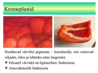 Taimerakk ja seenerakk | PPT