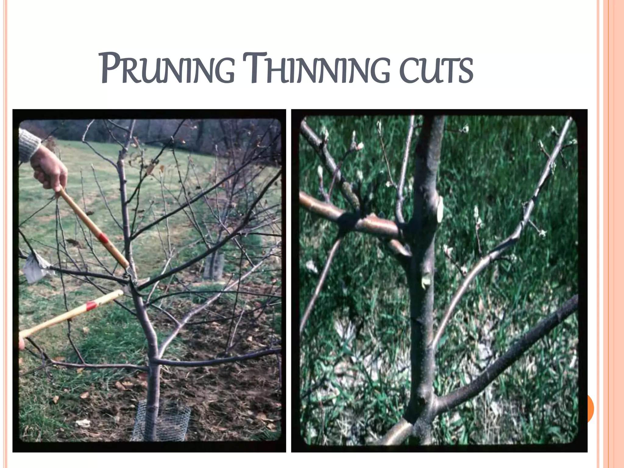 Taining and pruning in horticultural crops | PPTX