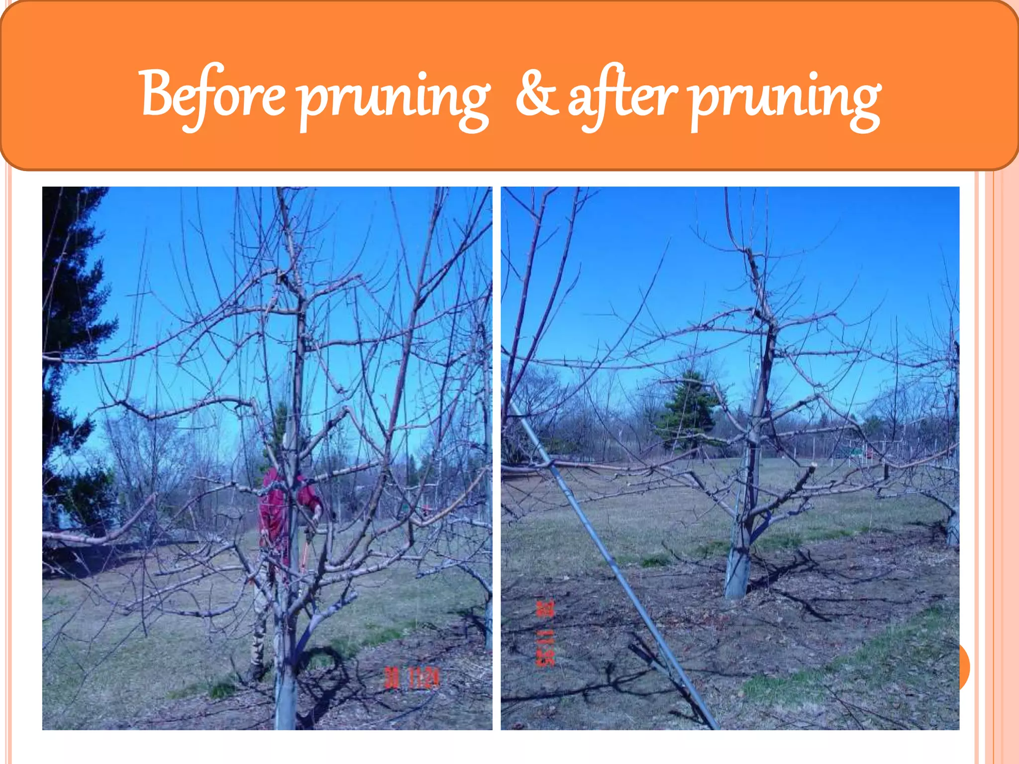 Taining and pruning in horticultural crops | PPTX