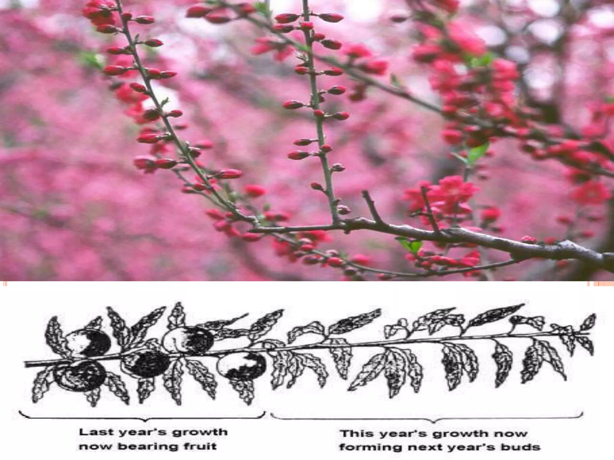 Taining and pruning in horticultural crops | PPTX