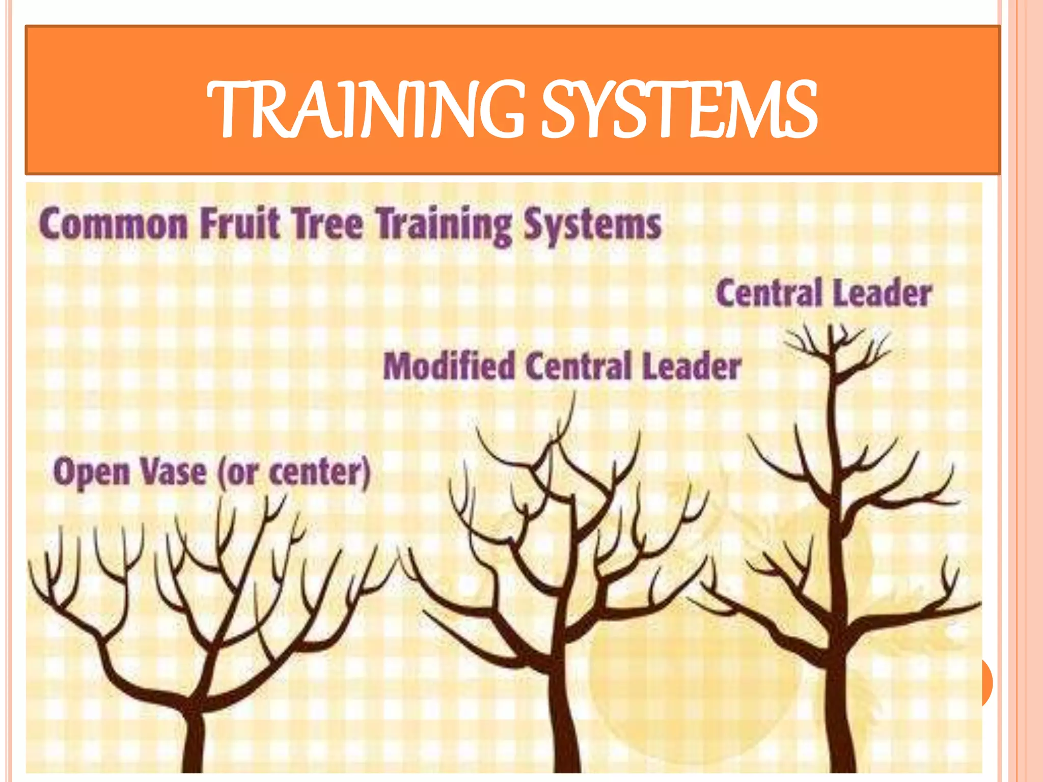 Taining and pruning in horticultural crops | PPTX