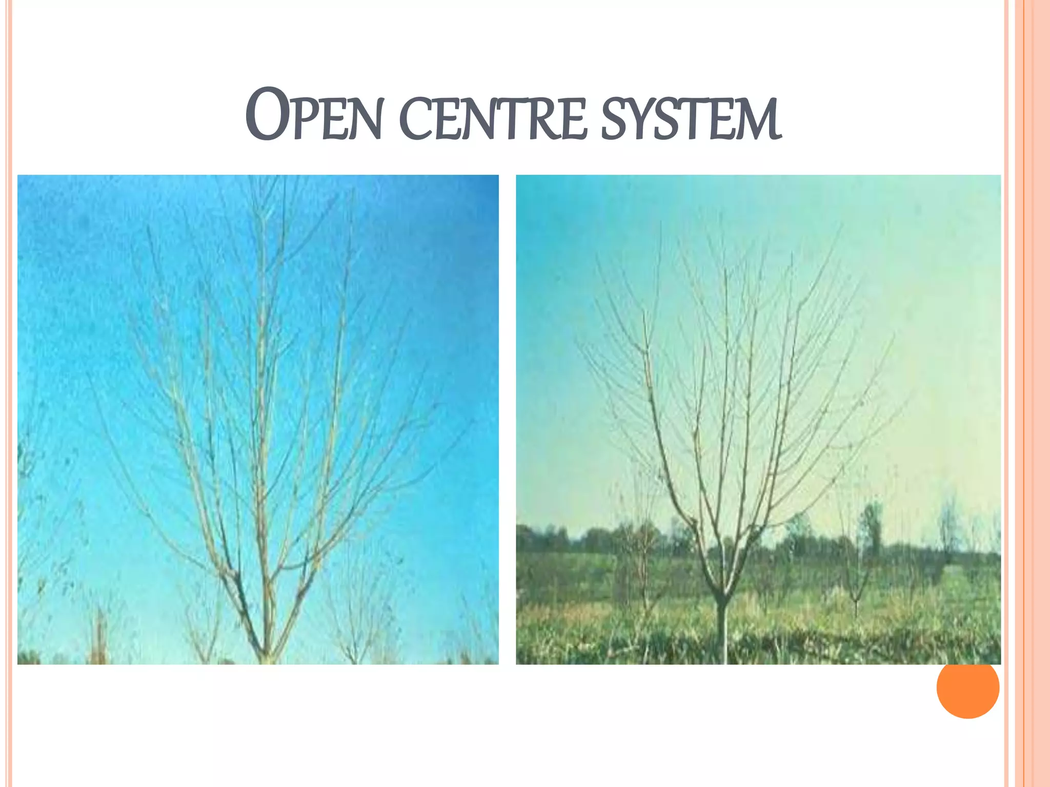 Taining and pruning in horticultural crops | PPTX