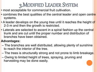 Taining and pruning in horticultural crops | PPTX