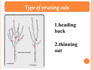 Taining and pruning in horticultural crops | PPTX