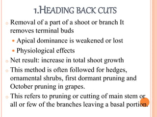 Taining and pruning in horticultural crops | PPTX