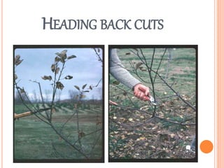 Taining and pruning in horticultural crops | PPTX
