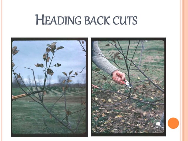 Taining and pruning in horticultural crops | PPTX