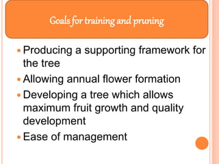 Taining and pruning in horticultural crops | PPTX