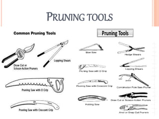Taining and pruning in horticultural crops | PPTX
