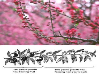 Taining and pruning in horticultural crops | PPTX