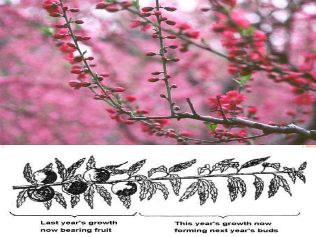 Taining and pruning in horticultural crops | PPTX