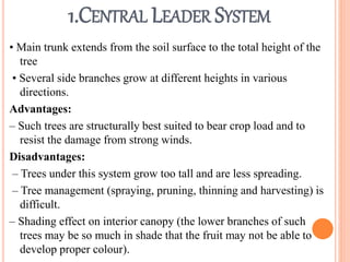 Taining and pruning in horticultural crops | PPTX