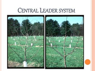 Taining and pruning in horticultural crops | PPTX