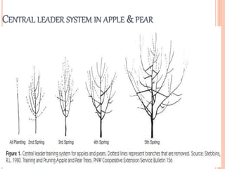 Taining and pruning in horticultural crops | PPTX