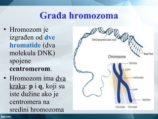 Šta je genetika | PPT