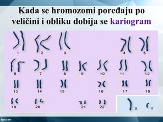 Šta je genetika | PPT