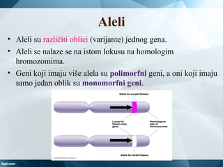 Šta je genetika | PPT