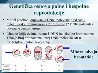 Šta je genetika | PPT