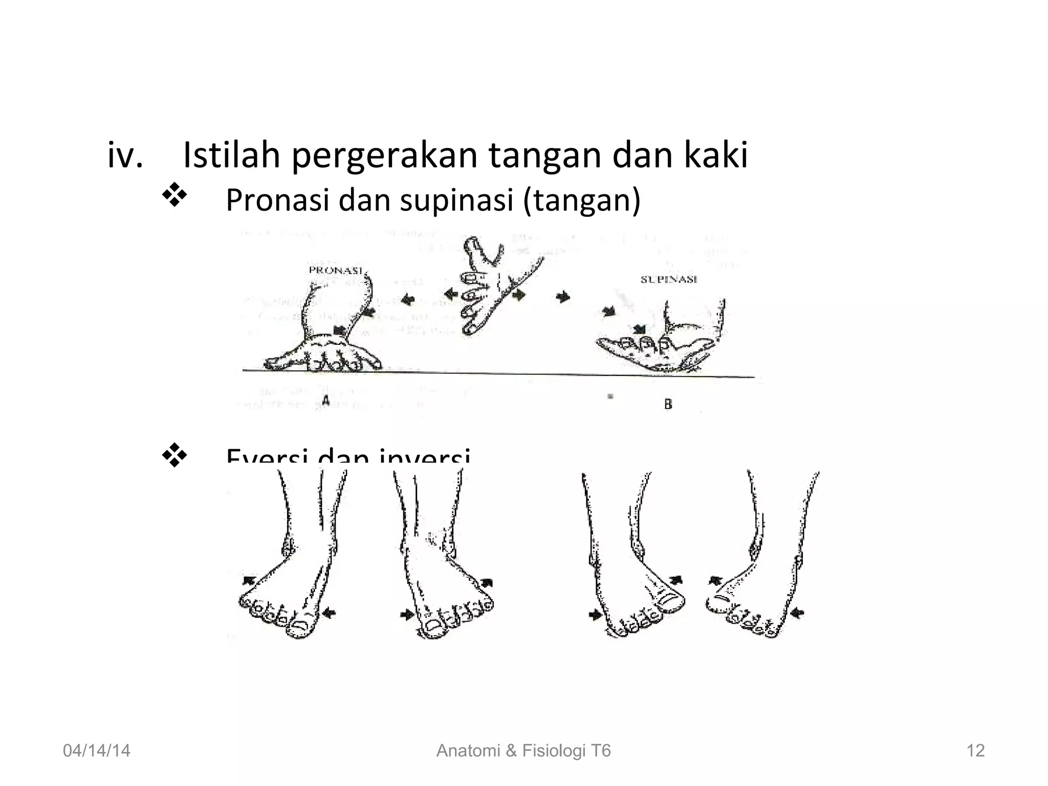 Sains Sukan STPM: Anatomi & Fisiologi | PPT