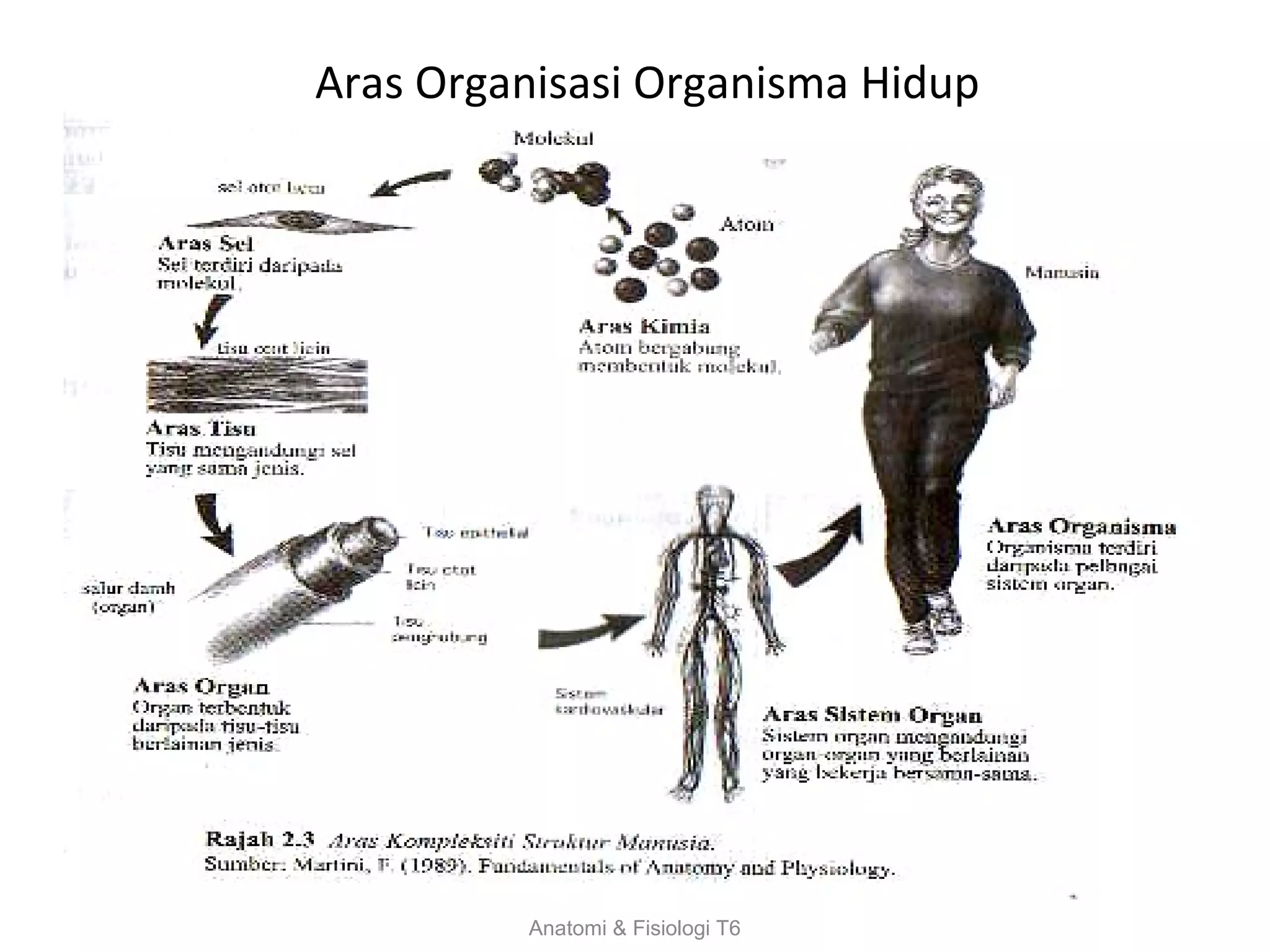 Sains Sukan STPM: Anatomi & Fisiologi | PPT