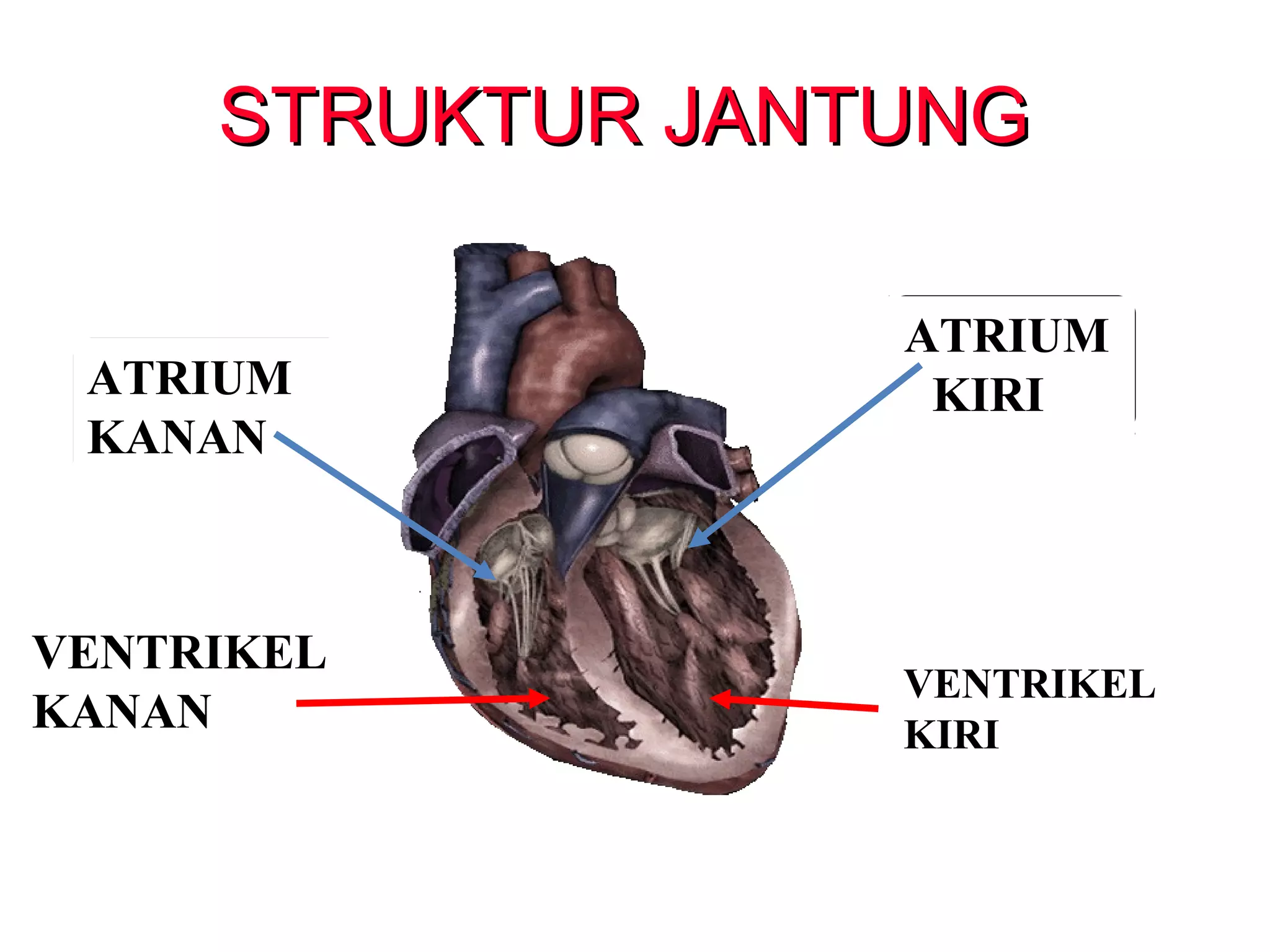 Sains Sukan STPM: Anatomi & Fisiologi | PPT