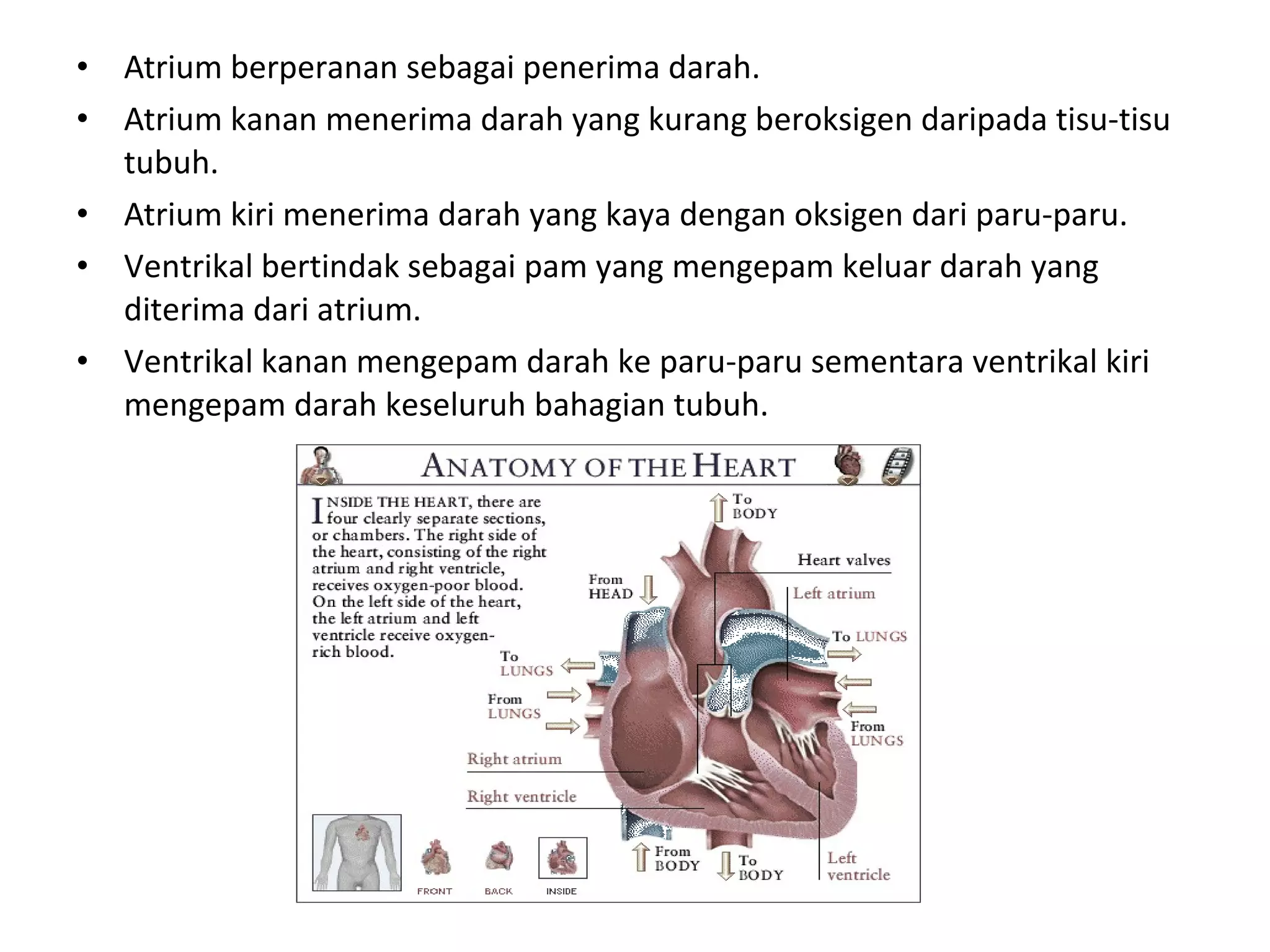Sains Sukan STPM: Anatomi & Fisiologi | PPT