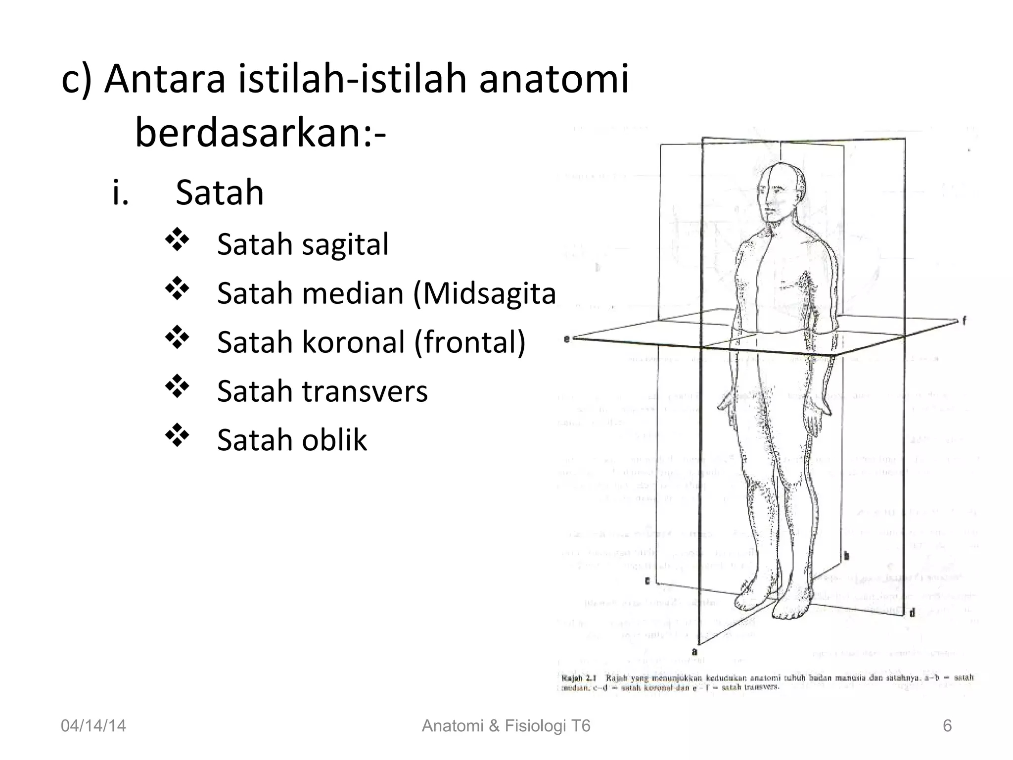 Sains Sukan STPM: Anatomi & Fisiologi | PPT