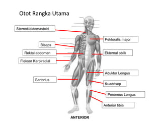 Sains Sukan STPM: Anatomi & Fisiologi | PPT