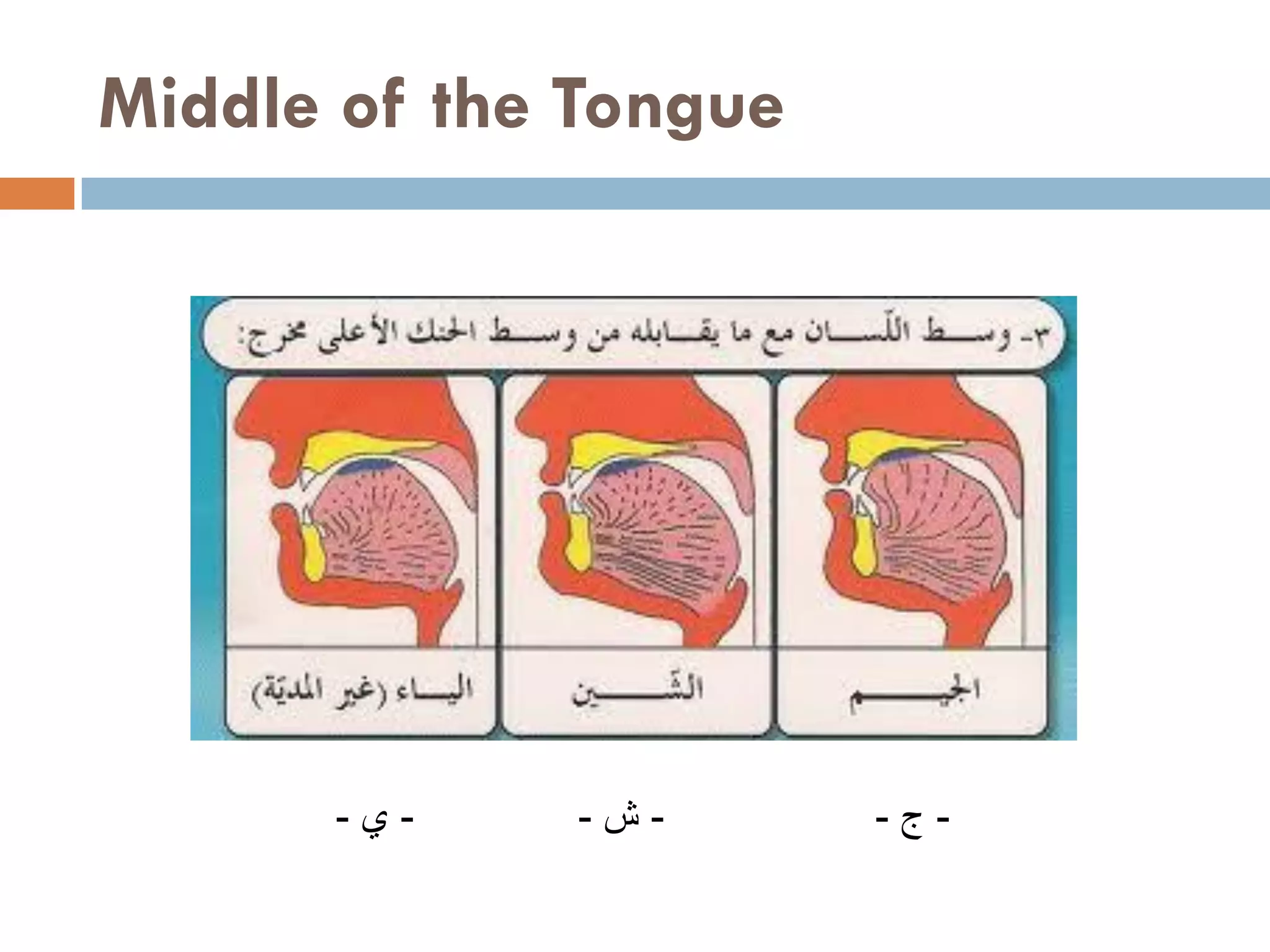 Tajweed lessons-points ofarticulation-english | PDF