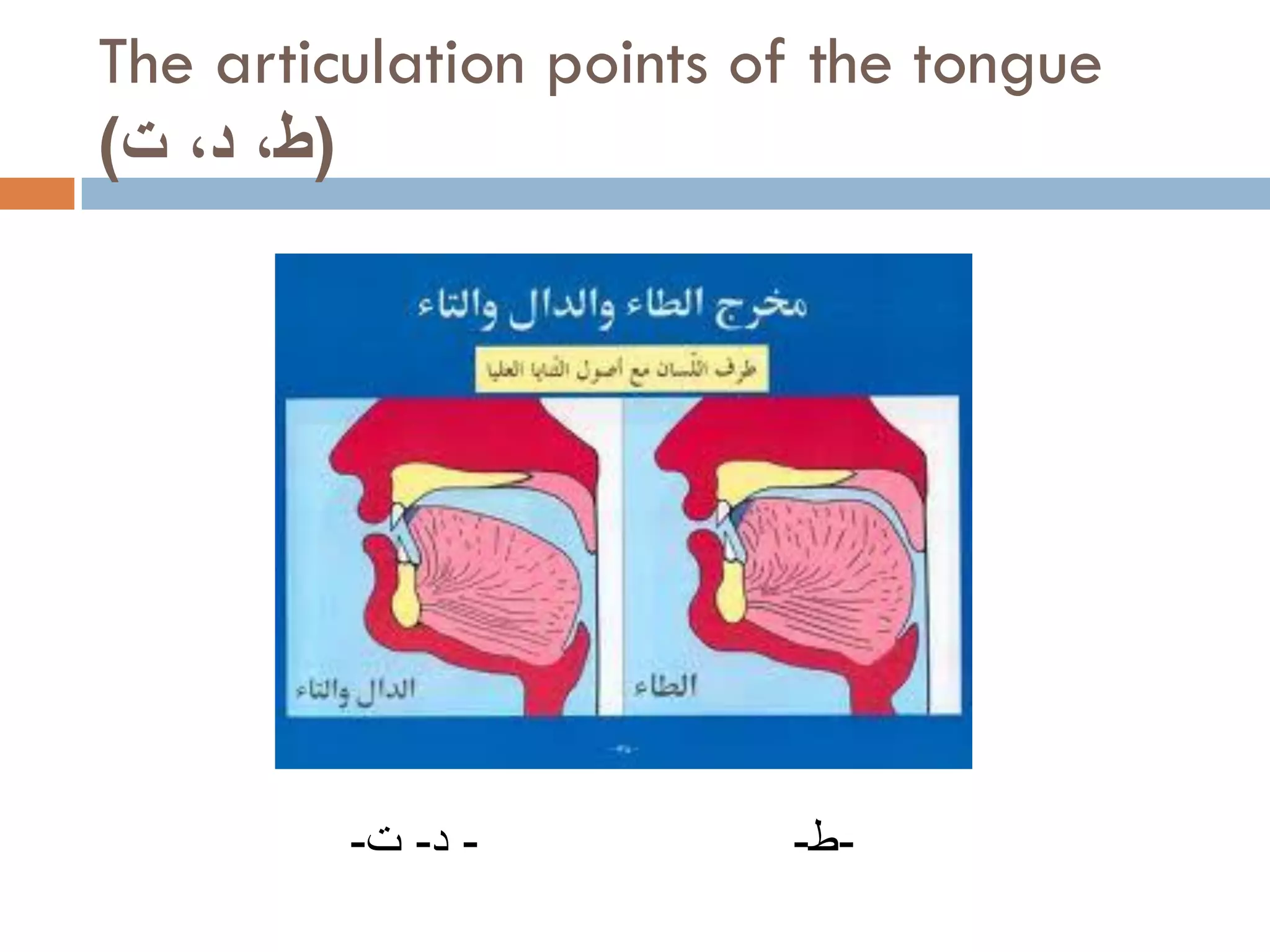 Tajweed lessons-points ofarticulation-english | PDF