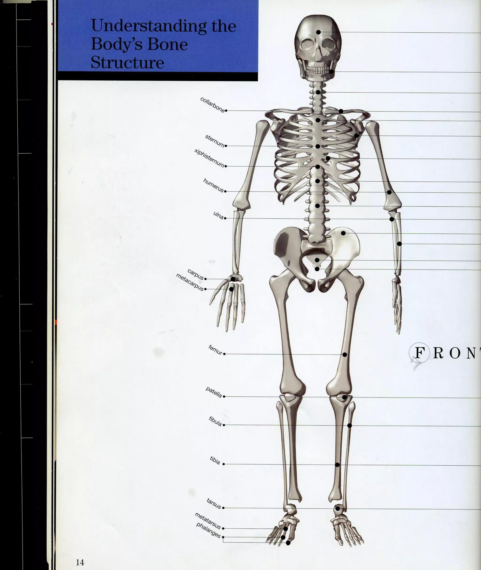 (Takashi ijima) action anatomy for games, animators, and digital ...