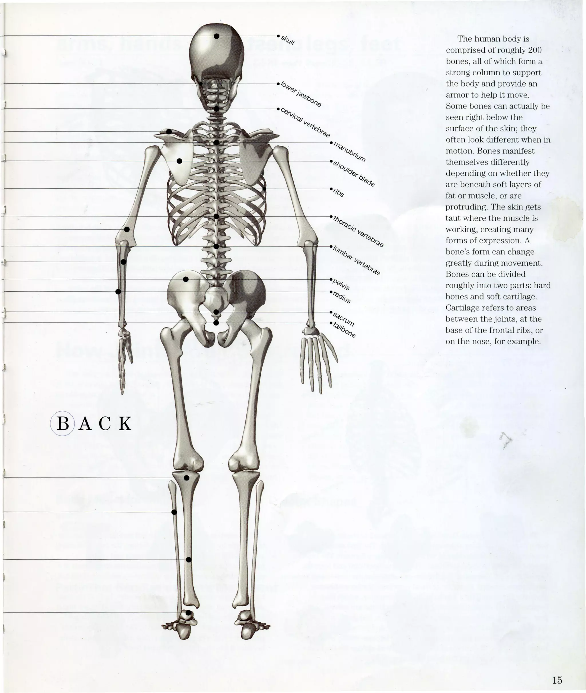 (Takashi ijima) action anatomy for games, animators, and digital ...