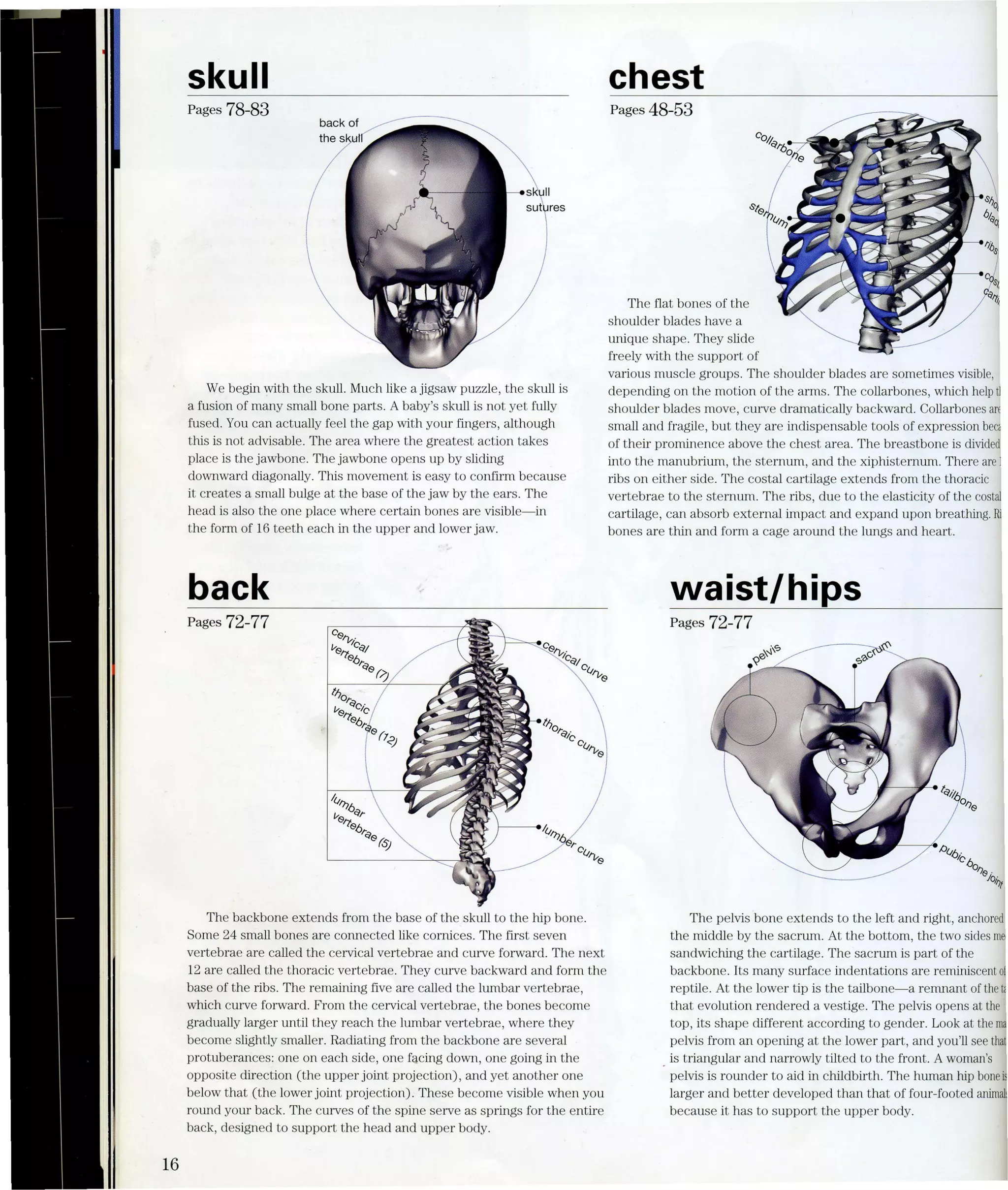 (Takashi ijima) action anatomy for games, animators, and digital ...