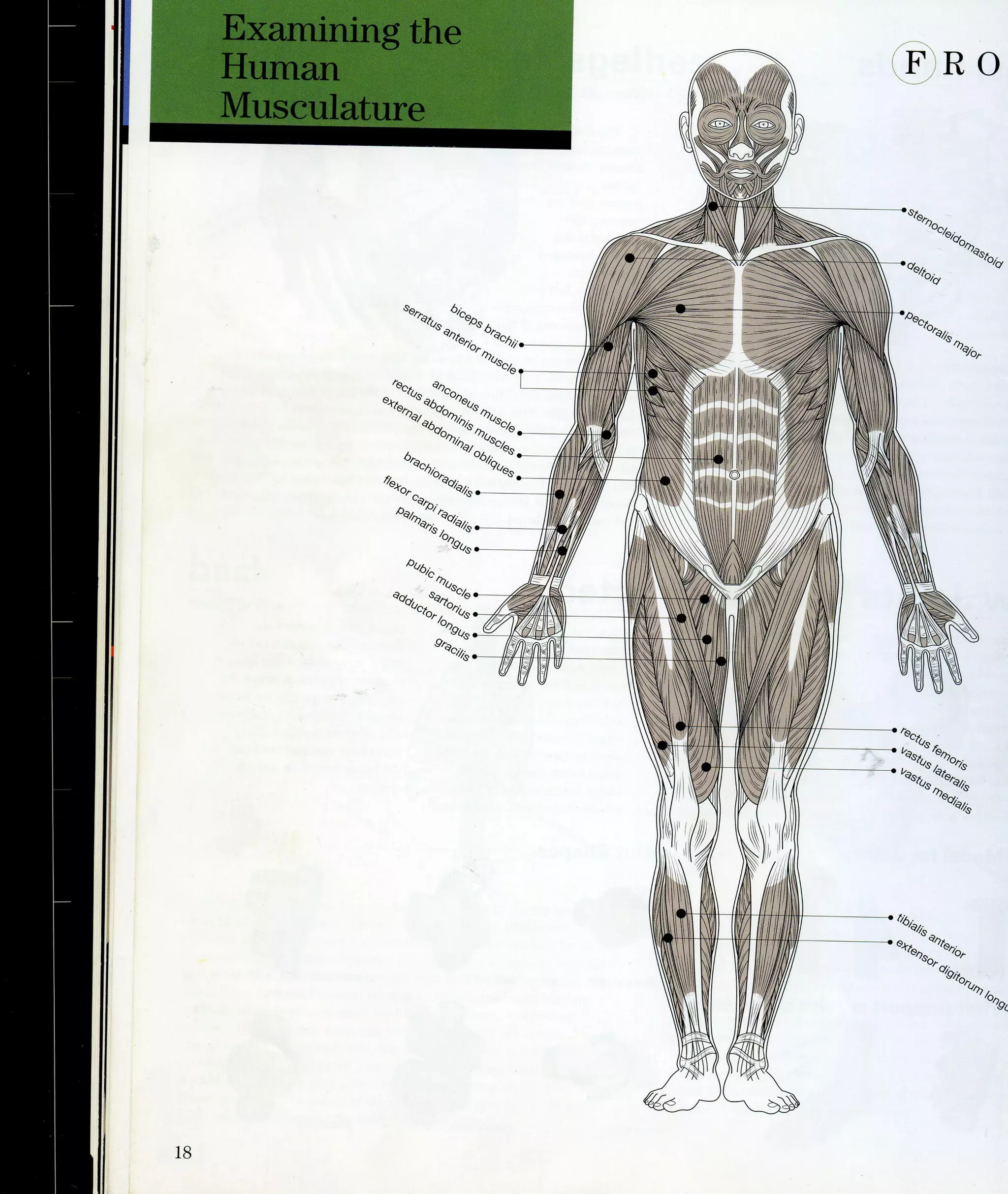 (Takashi ijima) action anatomy for games, animators, and digital ...