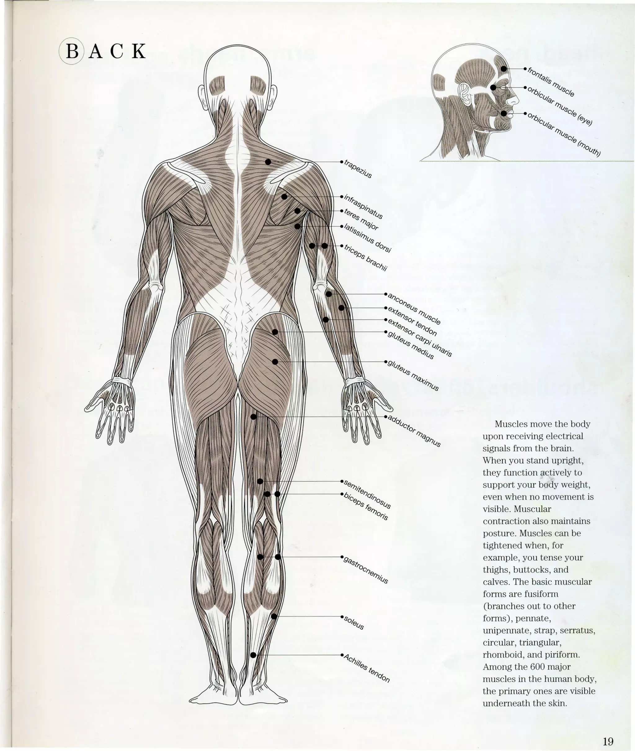 (Takashi ijima) action anatomy for games, animators, and digital ...