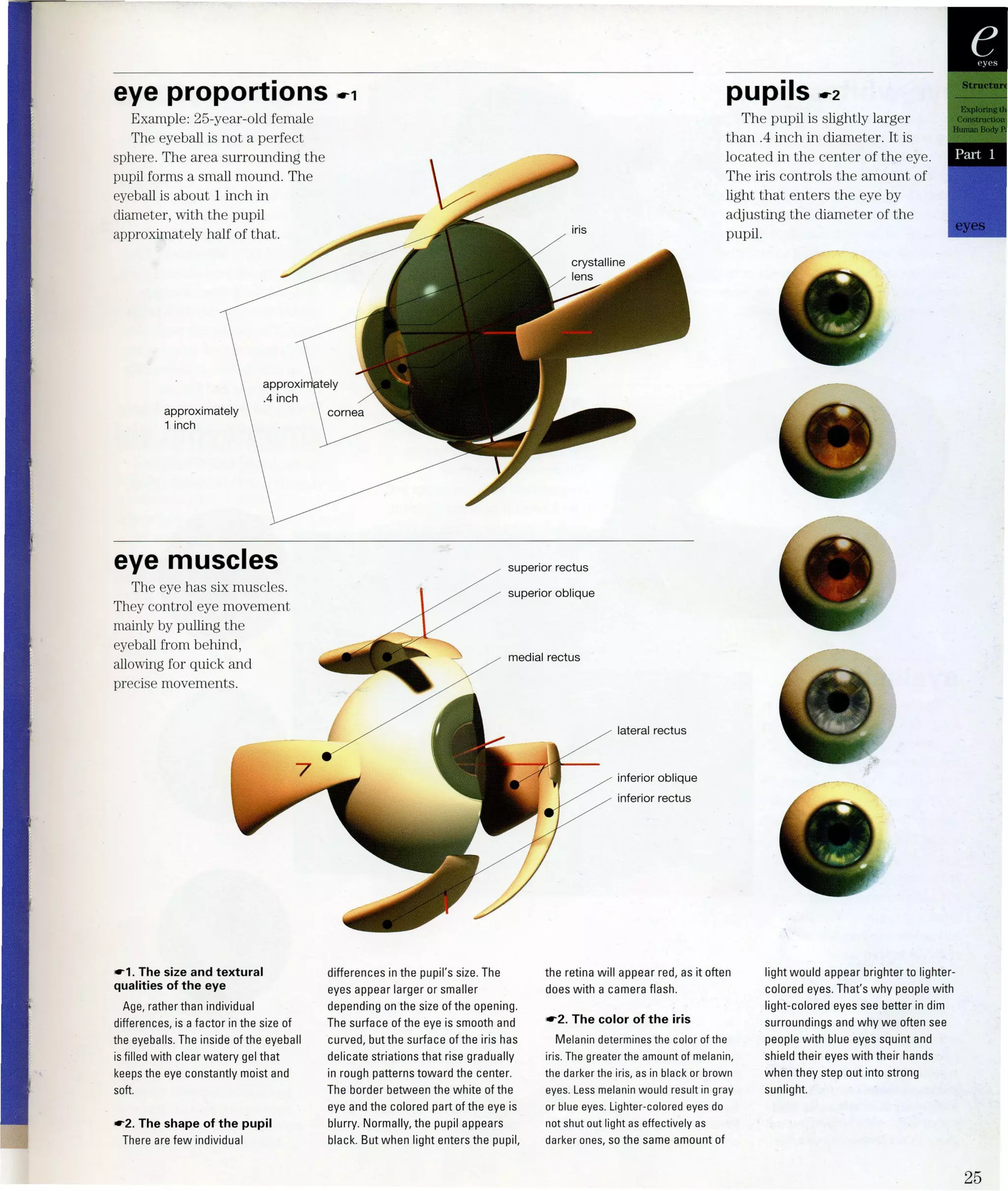 (Takashi ijima) action anatomy for games, animators, and digital ...