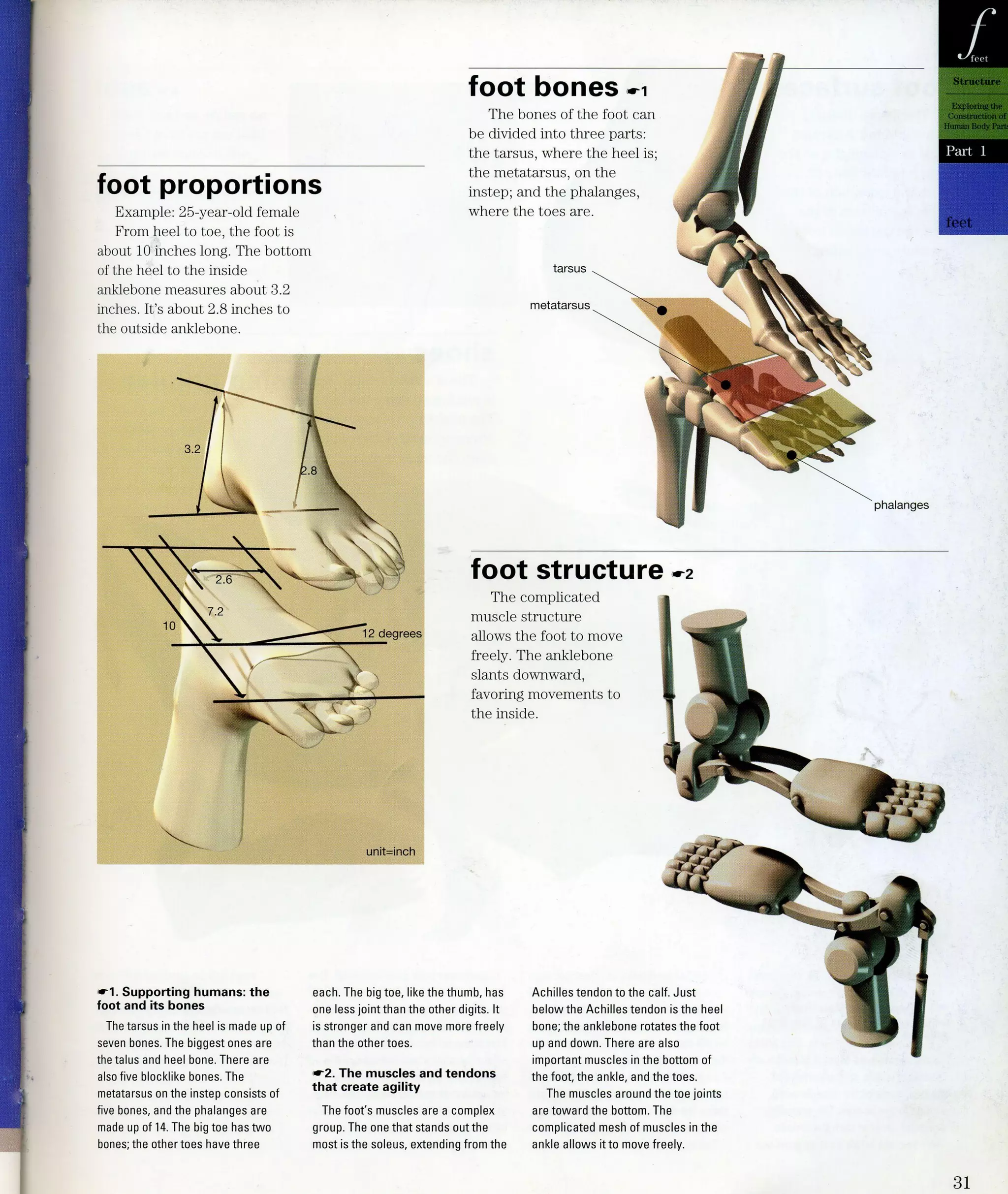 (Takashi ijima) action anatomy for games, animators, and digital ...